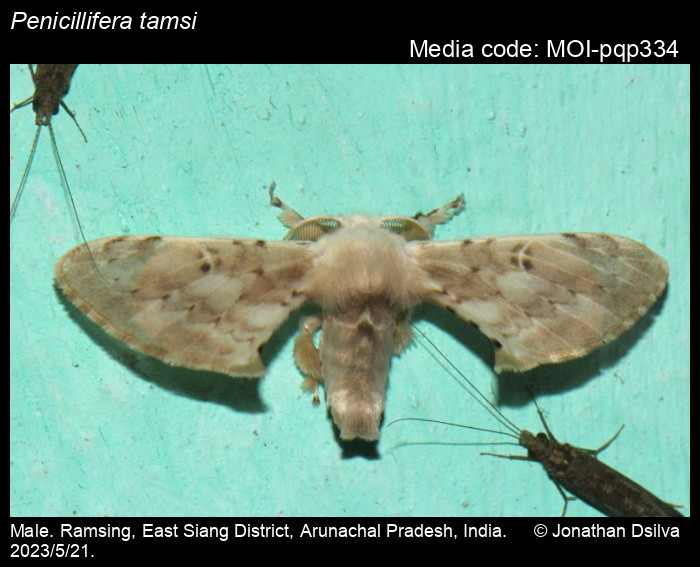 Penicillifera tamsi (Lemée, 1950) - | Moths